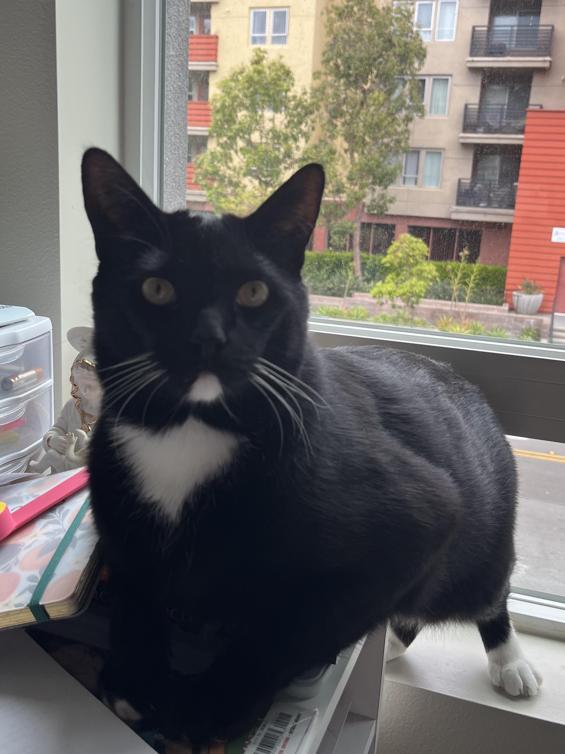 Introducing Papa! | Scrolller