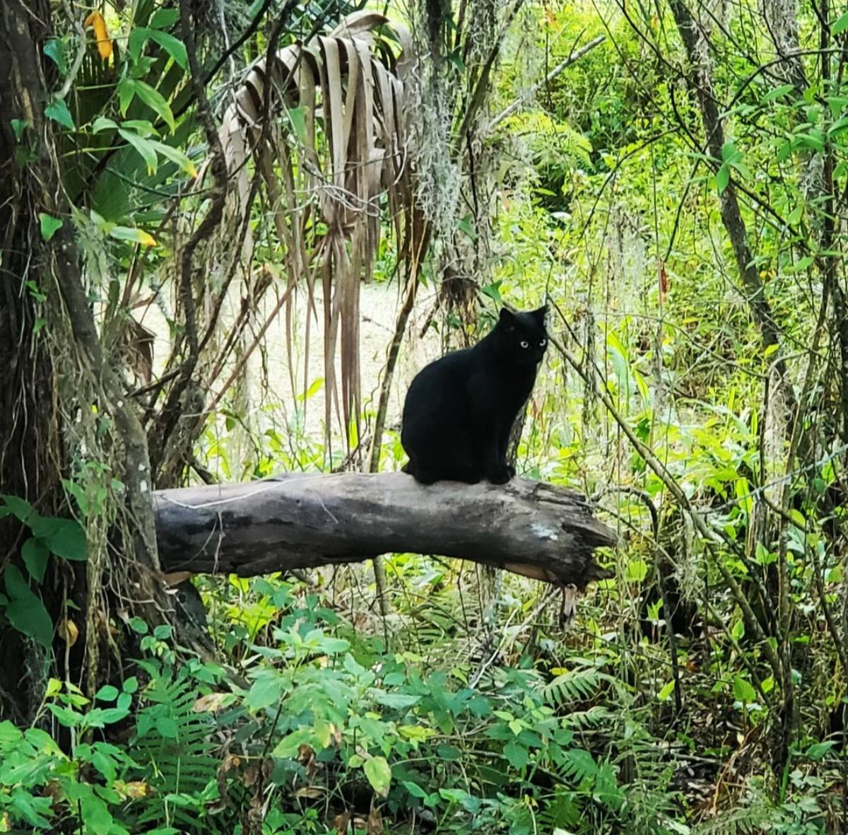 Jungle Void | Scrolller