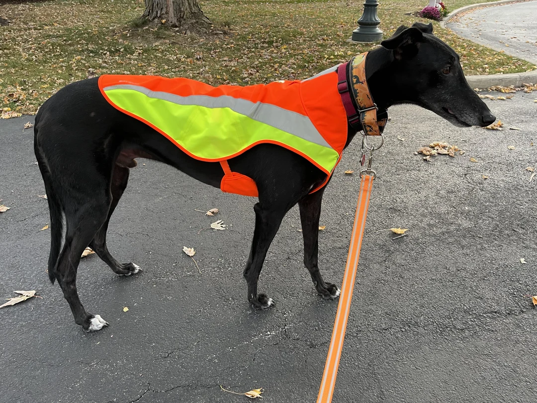 HiViz Noodle | Scrolller