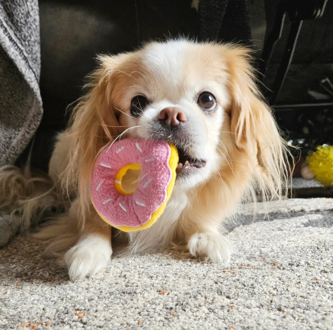 Chester and his donut 🍩 | Scrolller
