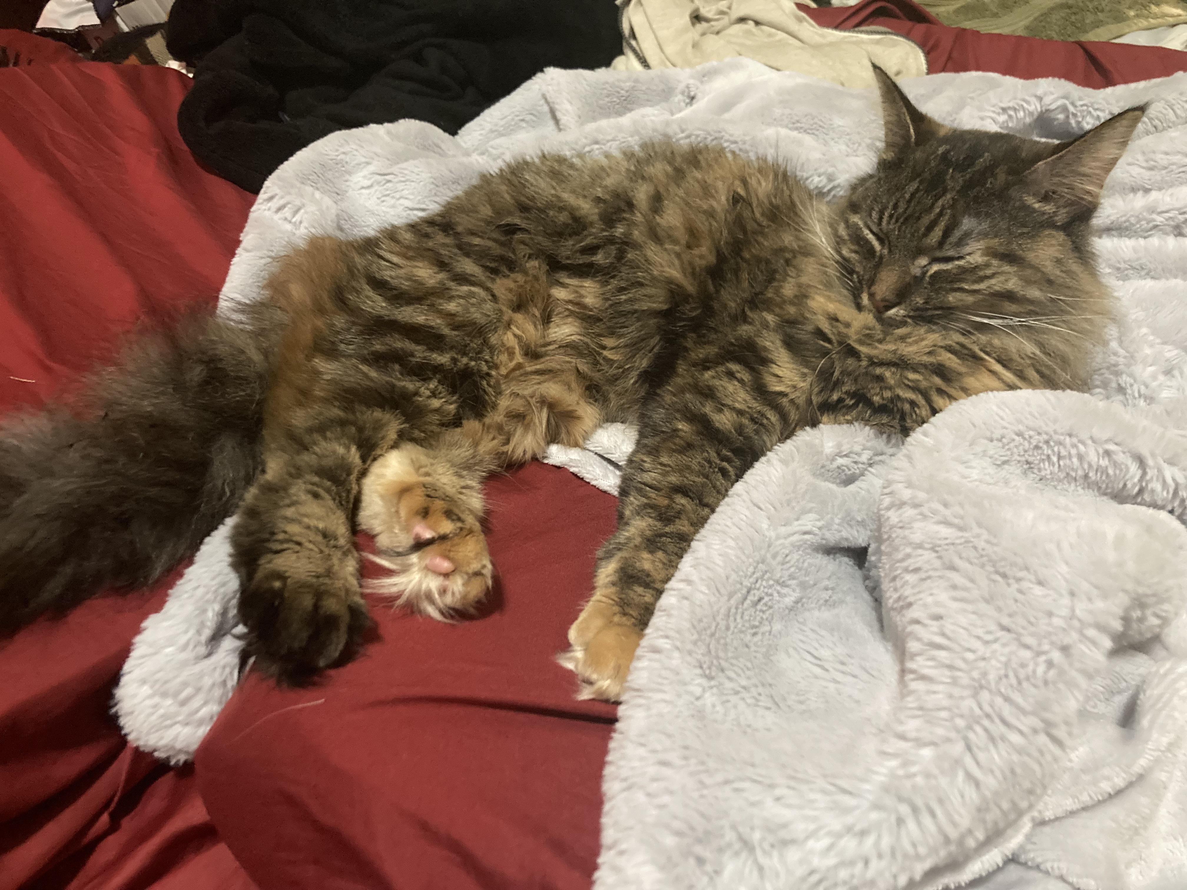 Meet Hazel 💕 My new kitty | Scrolller