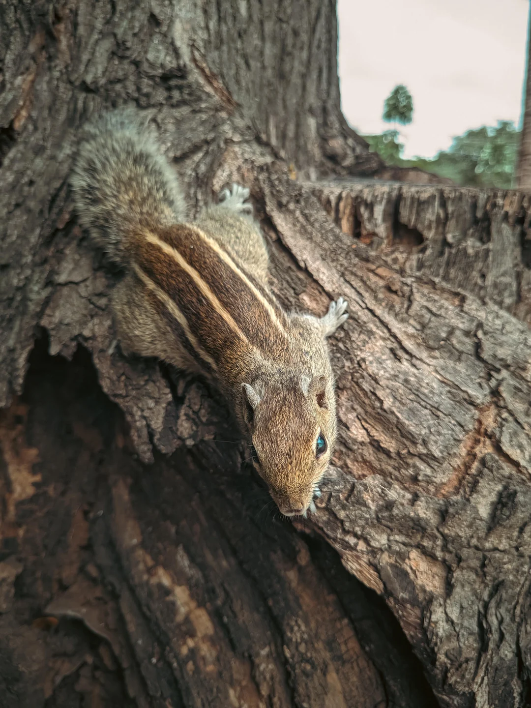A friendly palm squirrel | Scrolller