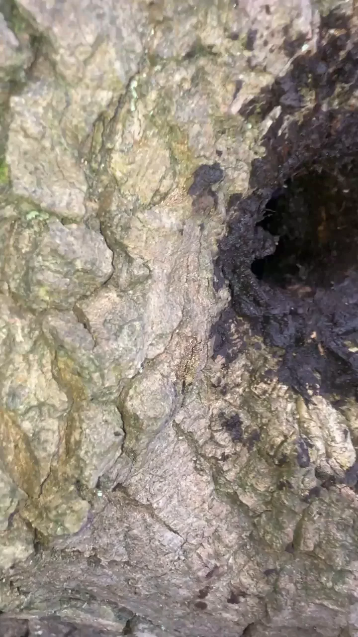 Tree mud hole | Scrolller