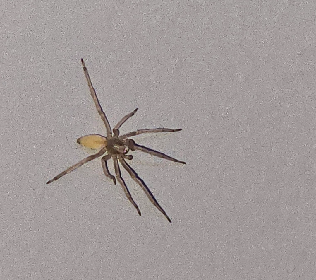 Looking for an id | Scrolller