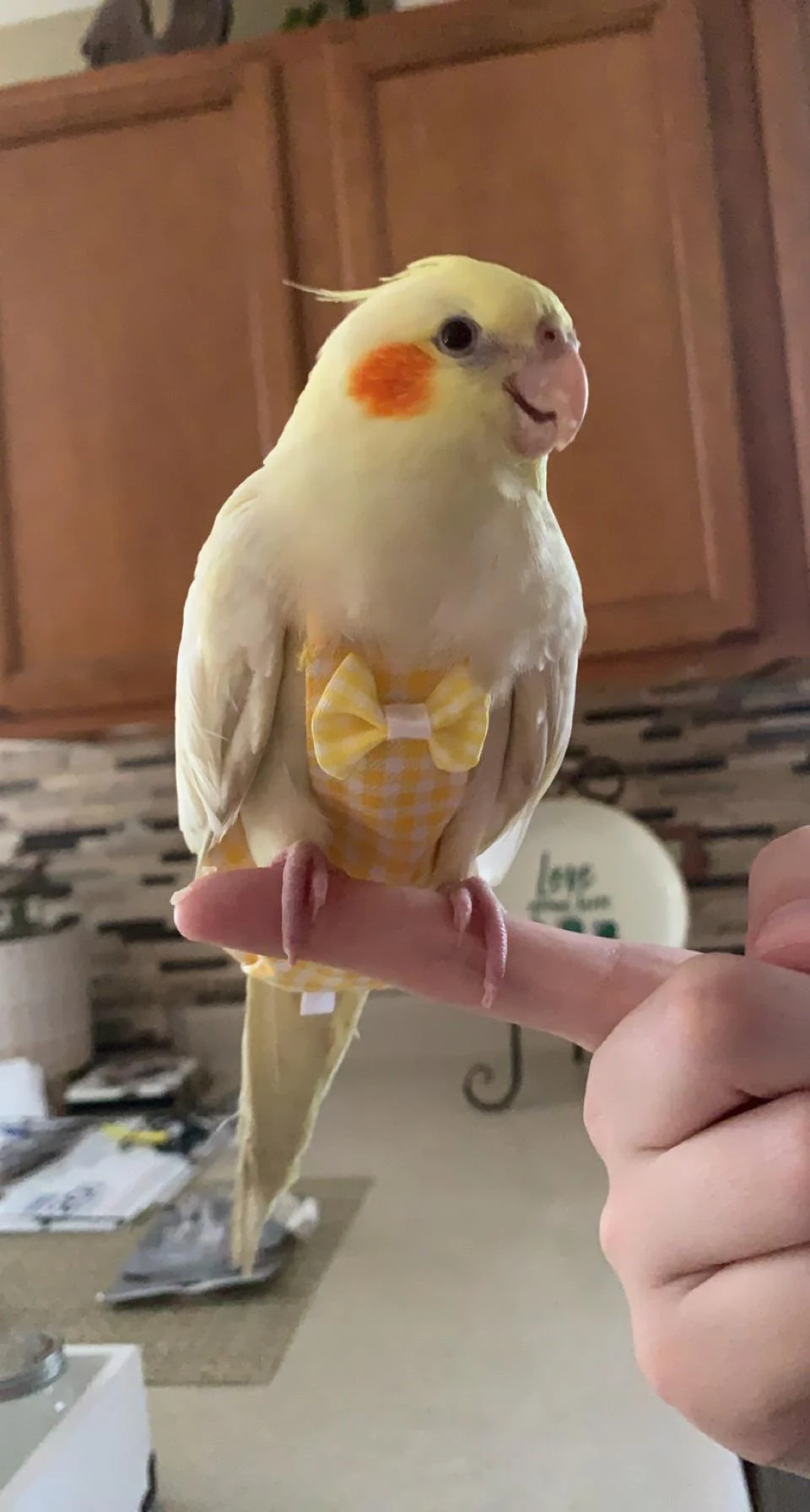 such a nice distinguished lady with a wee little bow tie. | Scrolller