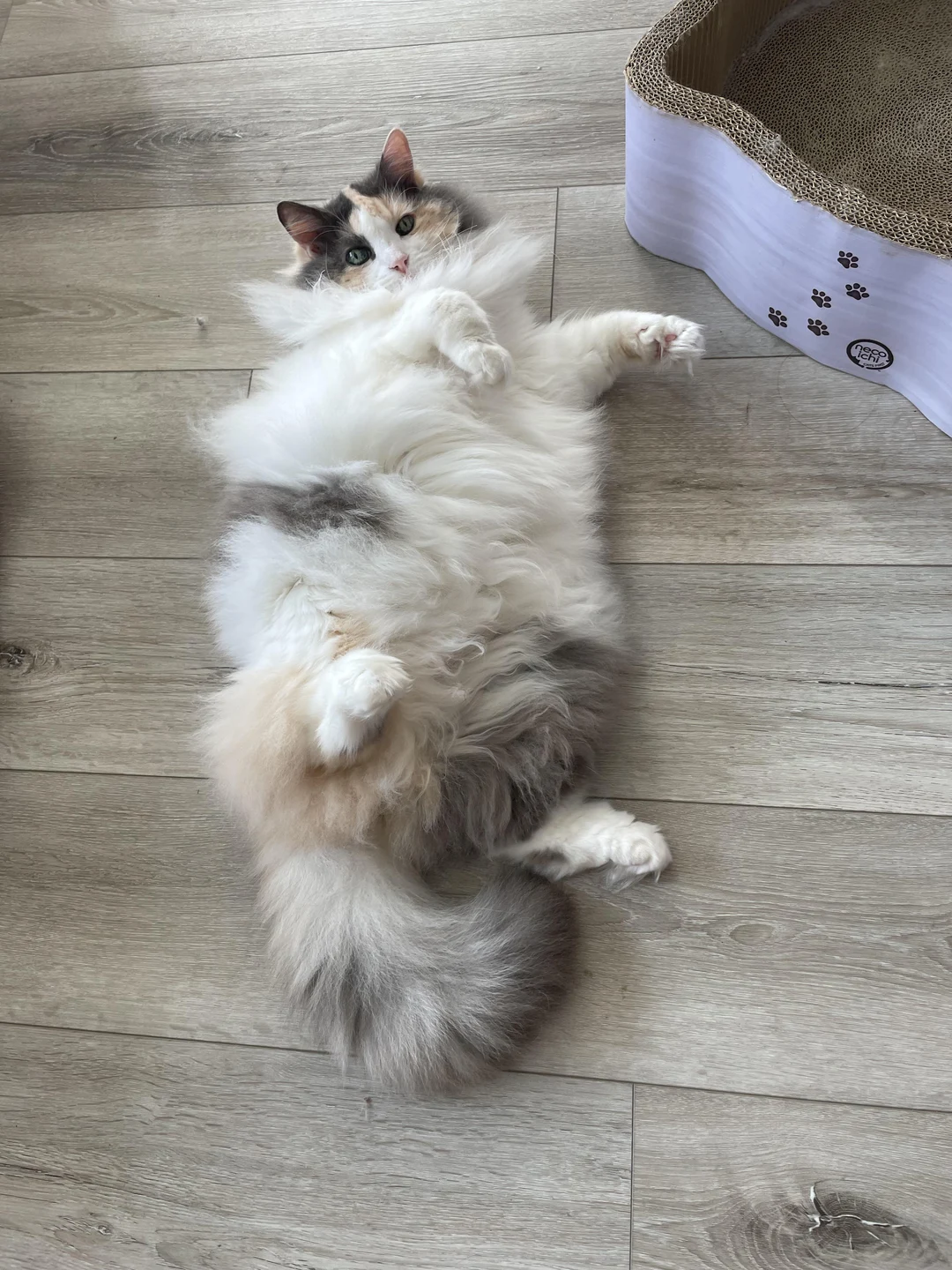 My beloved diva | Scrolller