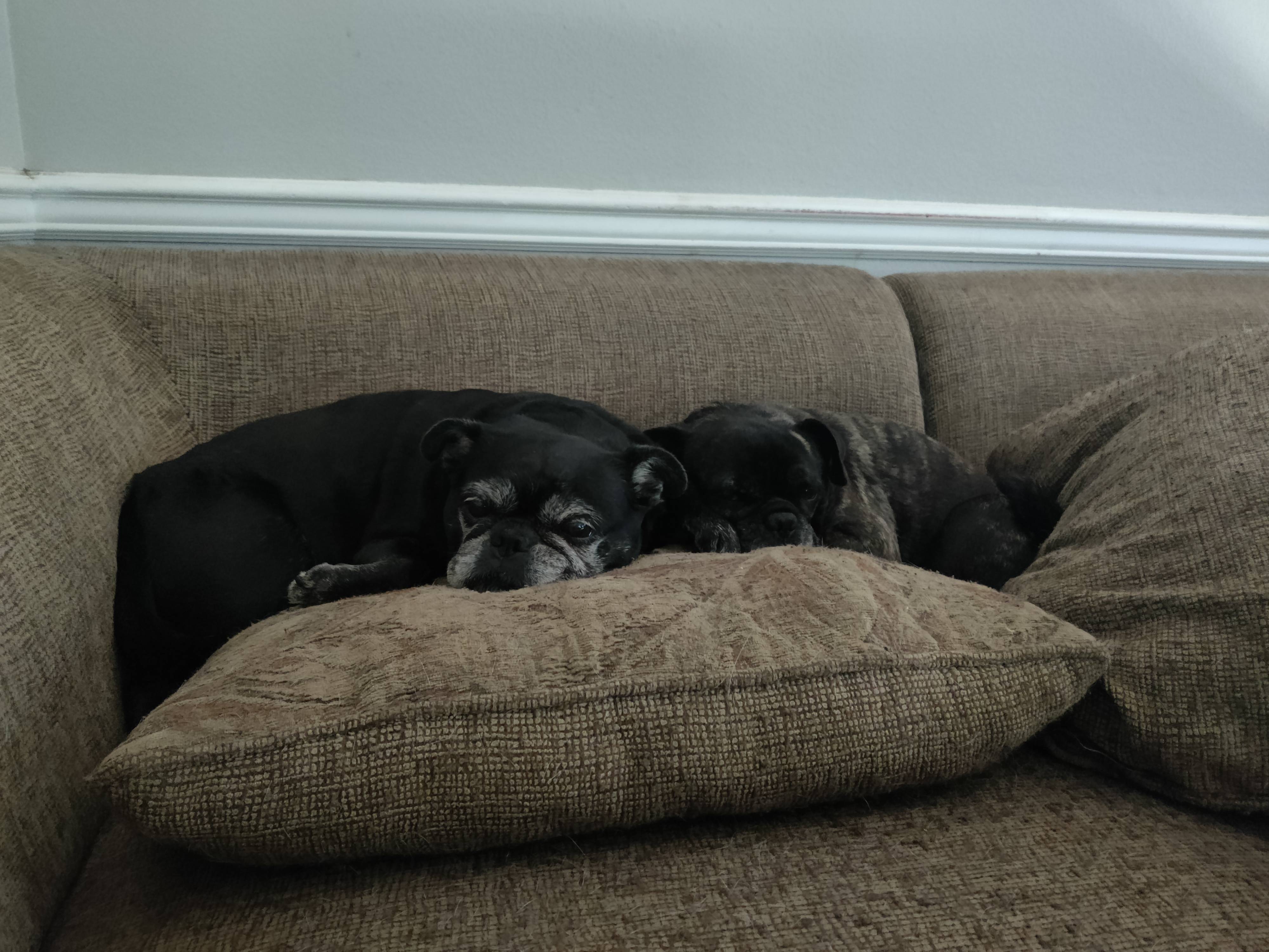 Sisters snoozing | Scrolller