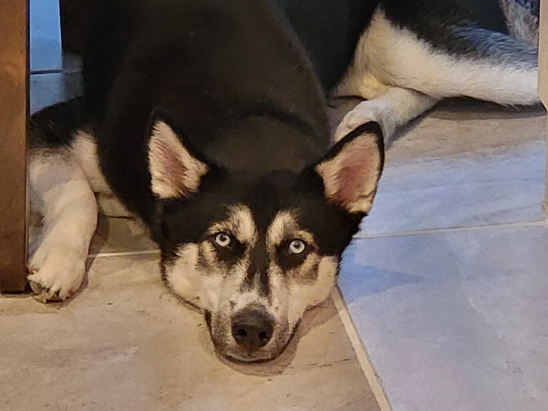 Blue the husky!! | Scrolller