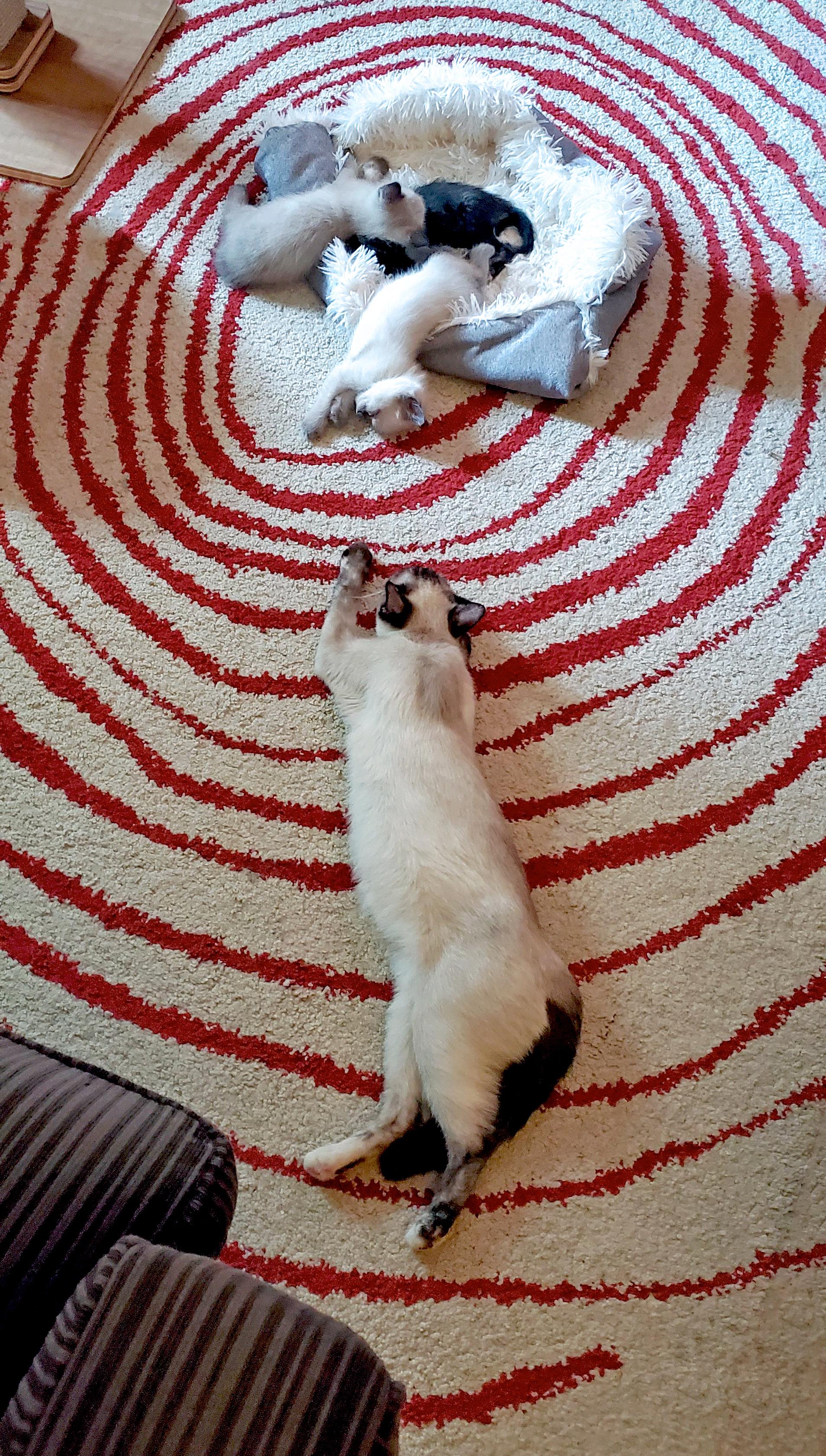 Massacre on Sunday | Scrolller