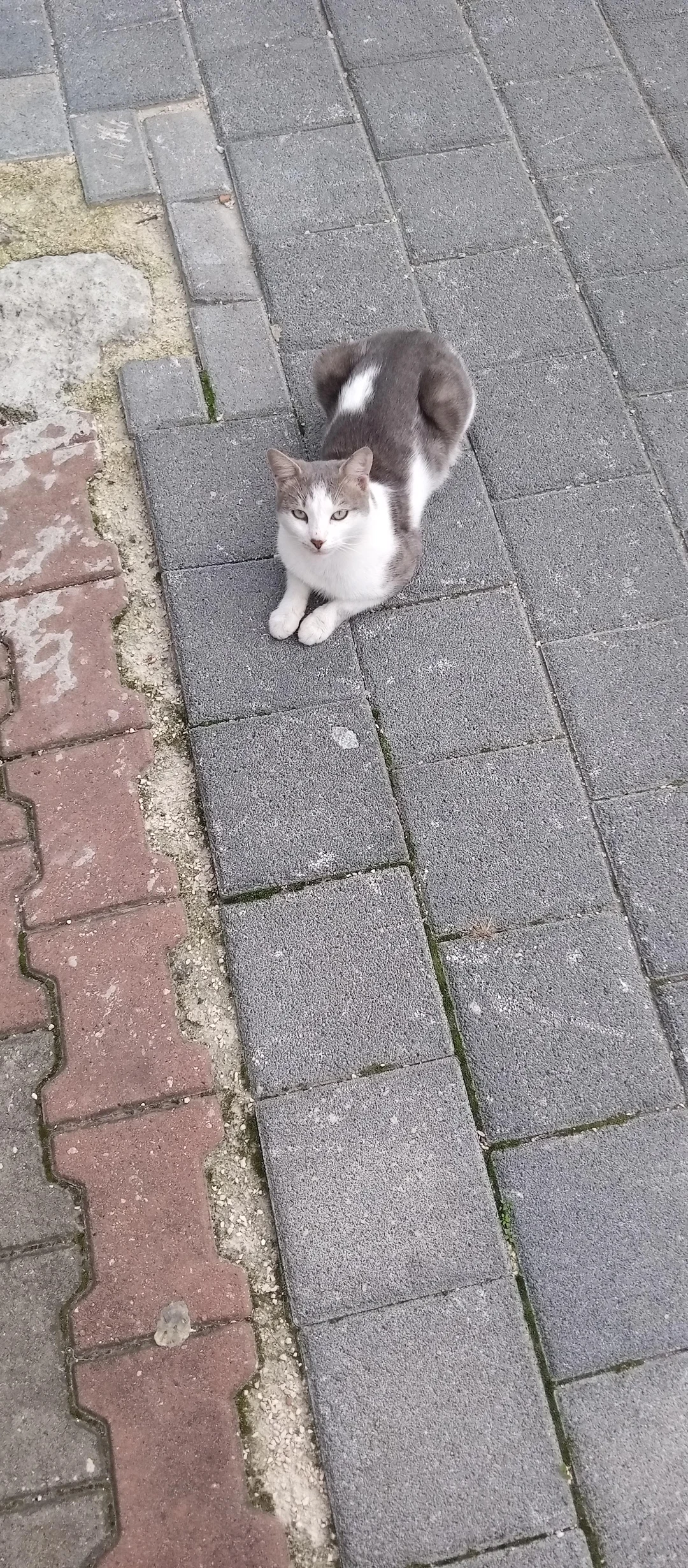 Yet another feral loaf. | Scrolller