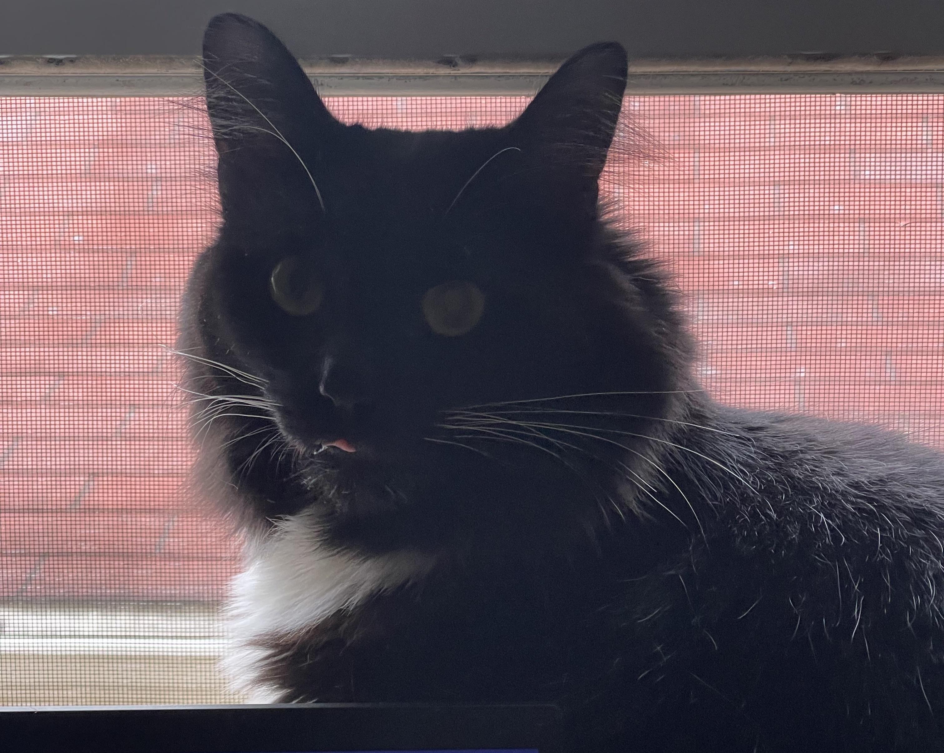 Another tiny blep | Scrolller