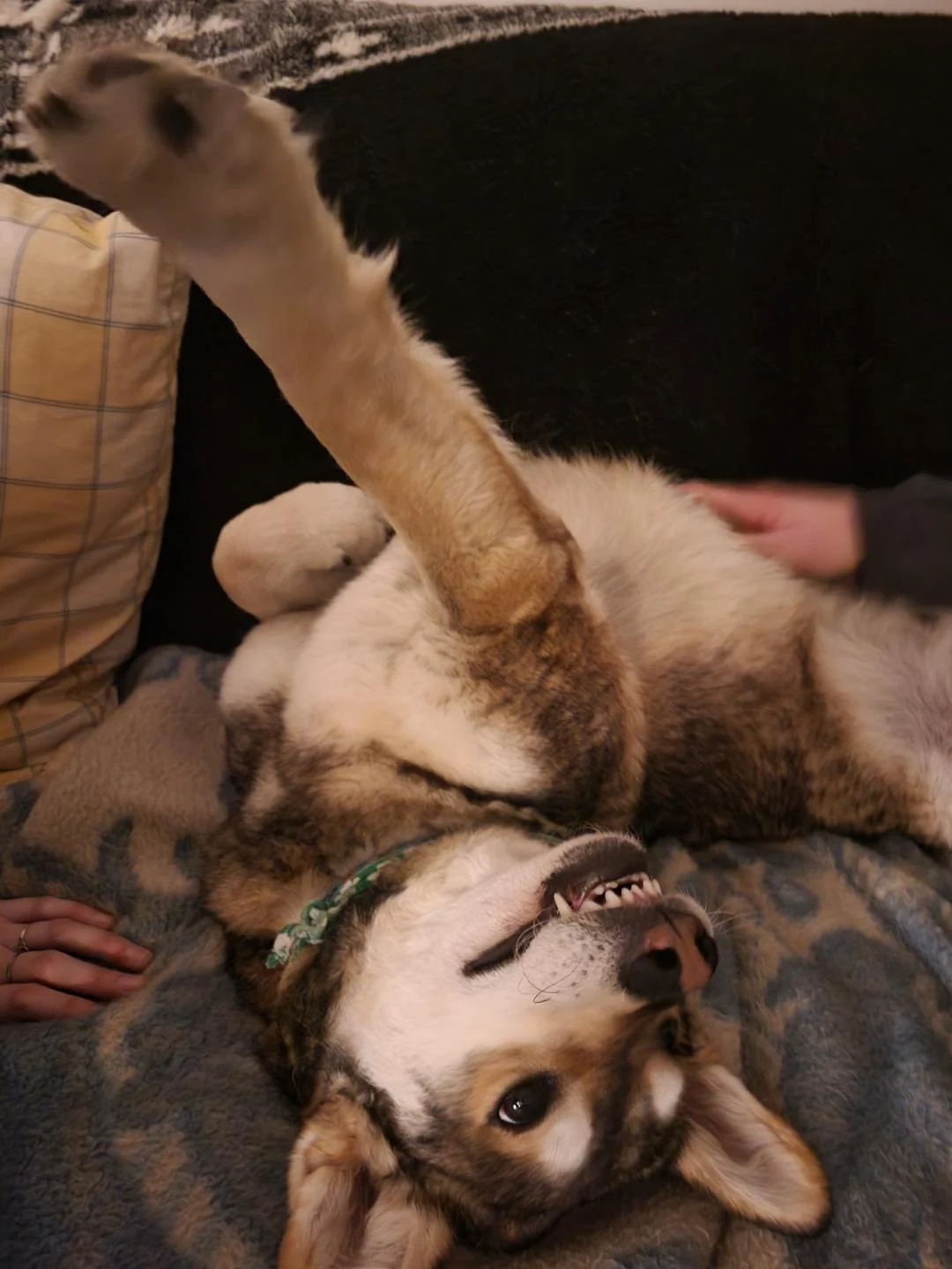 Signal Disrupted, Tech help Advised | Scrolller