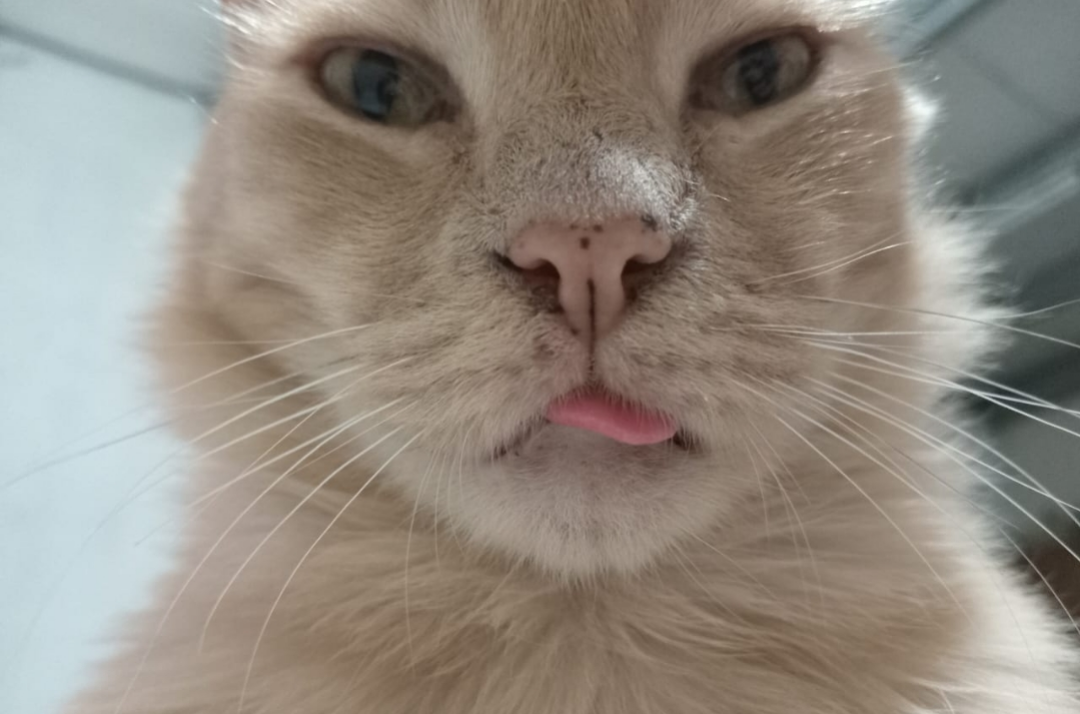 Blep time | Scrolller