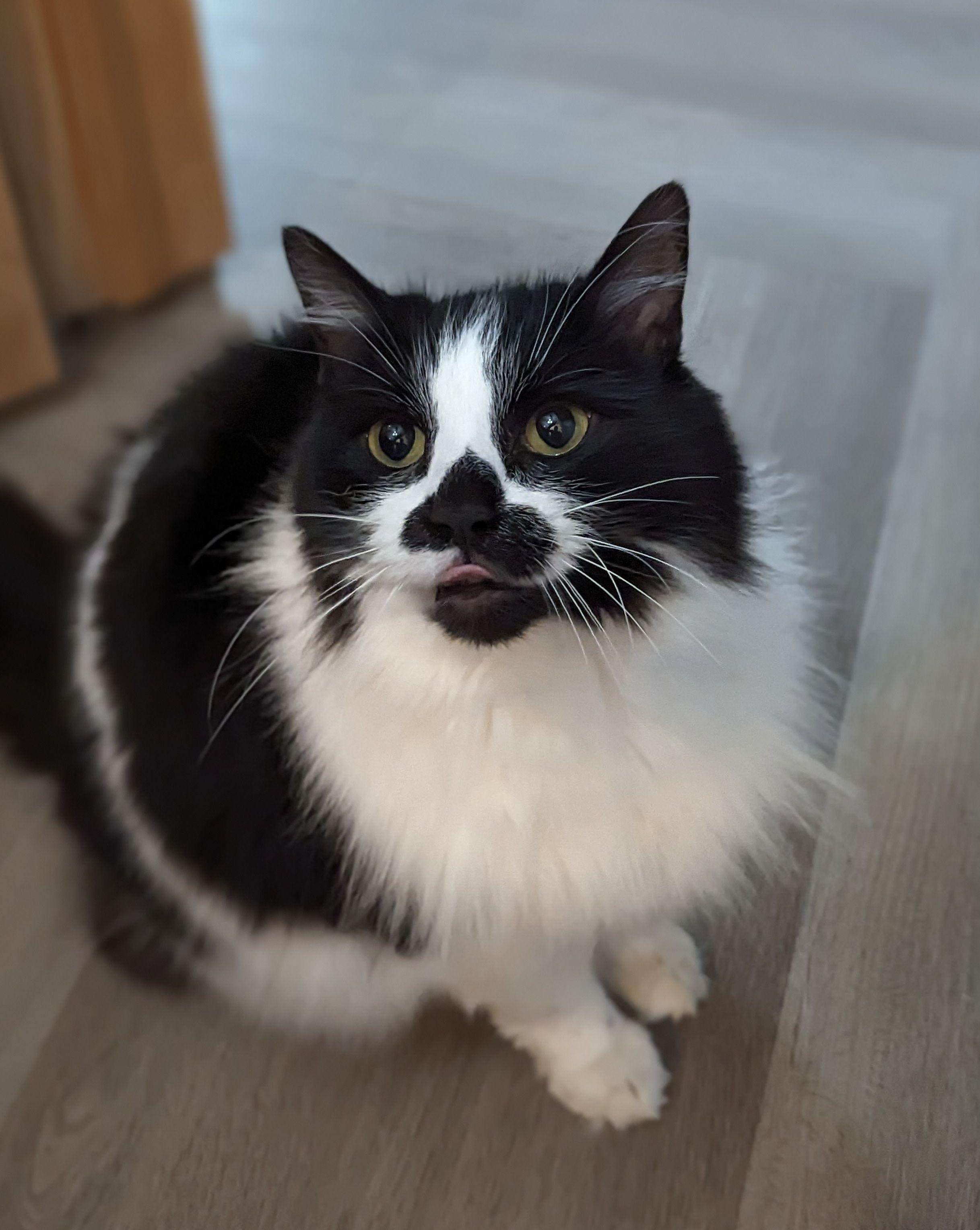 He can never get a portrait without a blep. | Scrolller