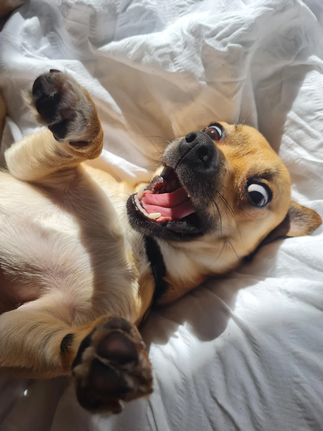 my derp being derpy this morning | Scrolller