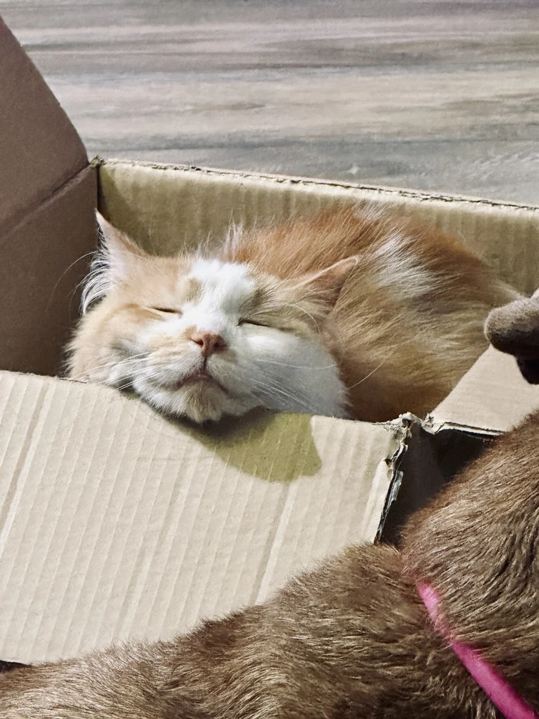 Cat traps make him super sleepy | Scrolller