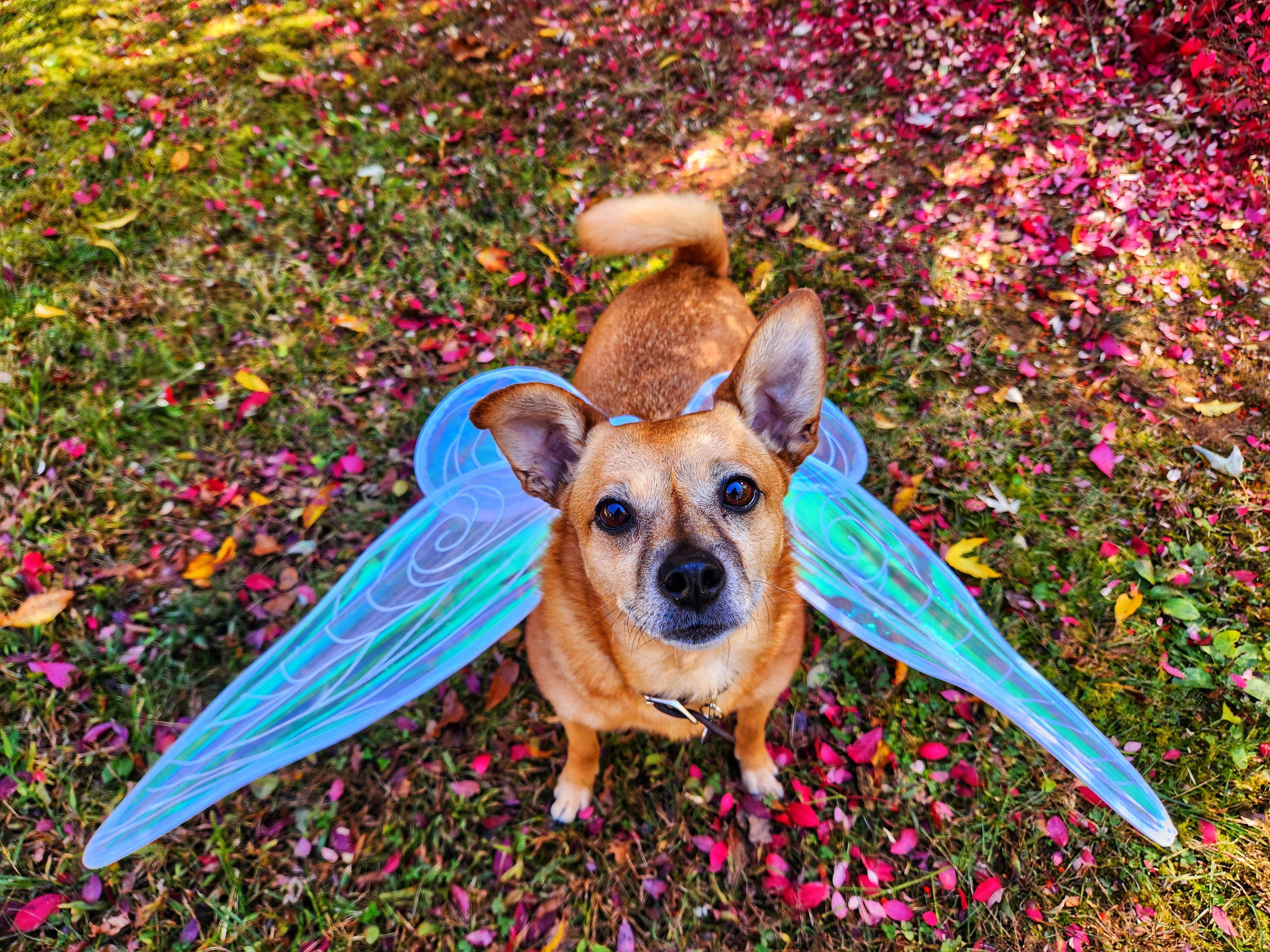 My Little potato turned into a fairy | Scrolller