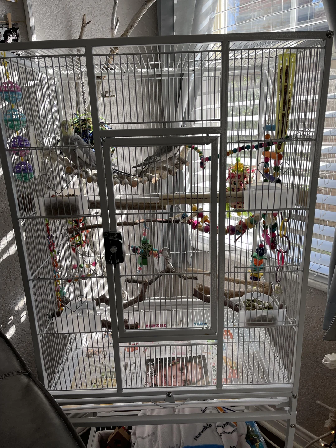 Finally upgraded their cage! Lots of space, toys, and natural light from the windows. So happy 😁 ...