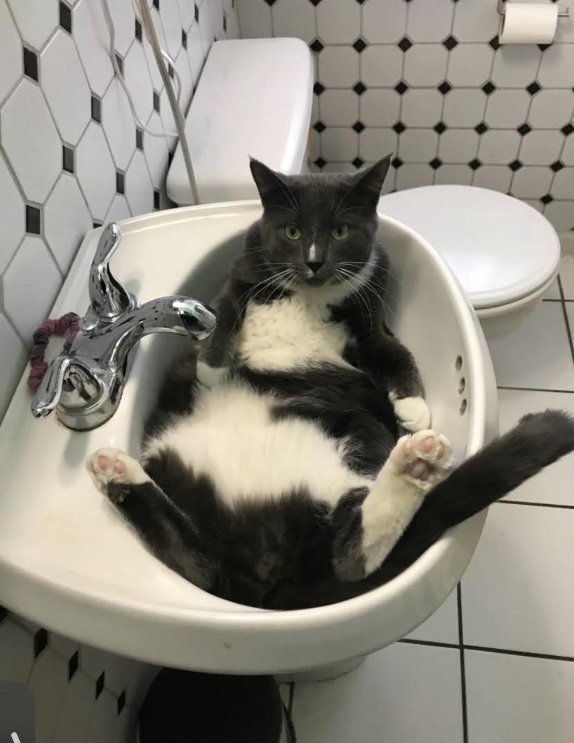 Discover more like Cats: My Sweet Chonk and Related Content | Scrolller