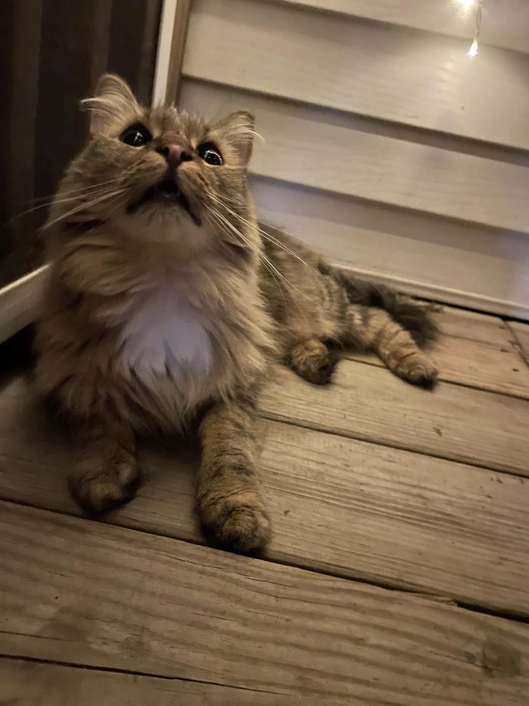 My cat’s reaction to the new string lights | Scrolller