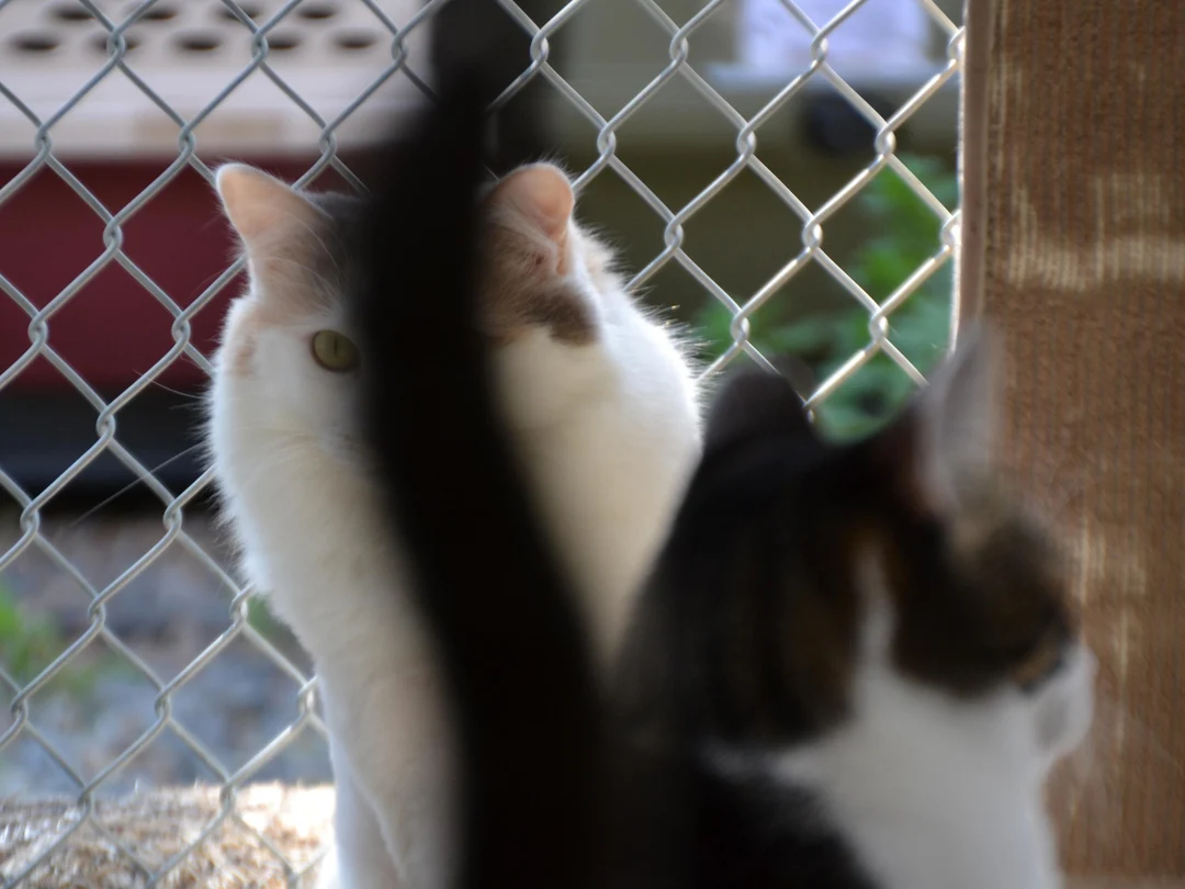 Blurry picture of cats | Scrolller