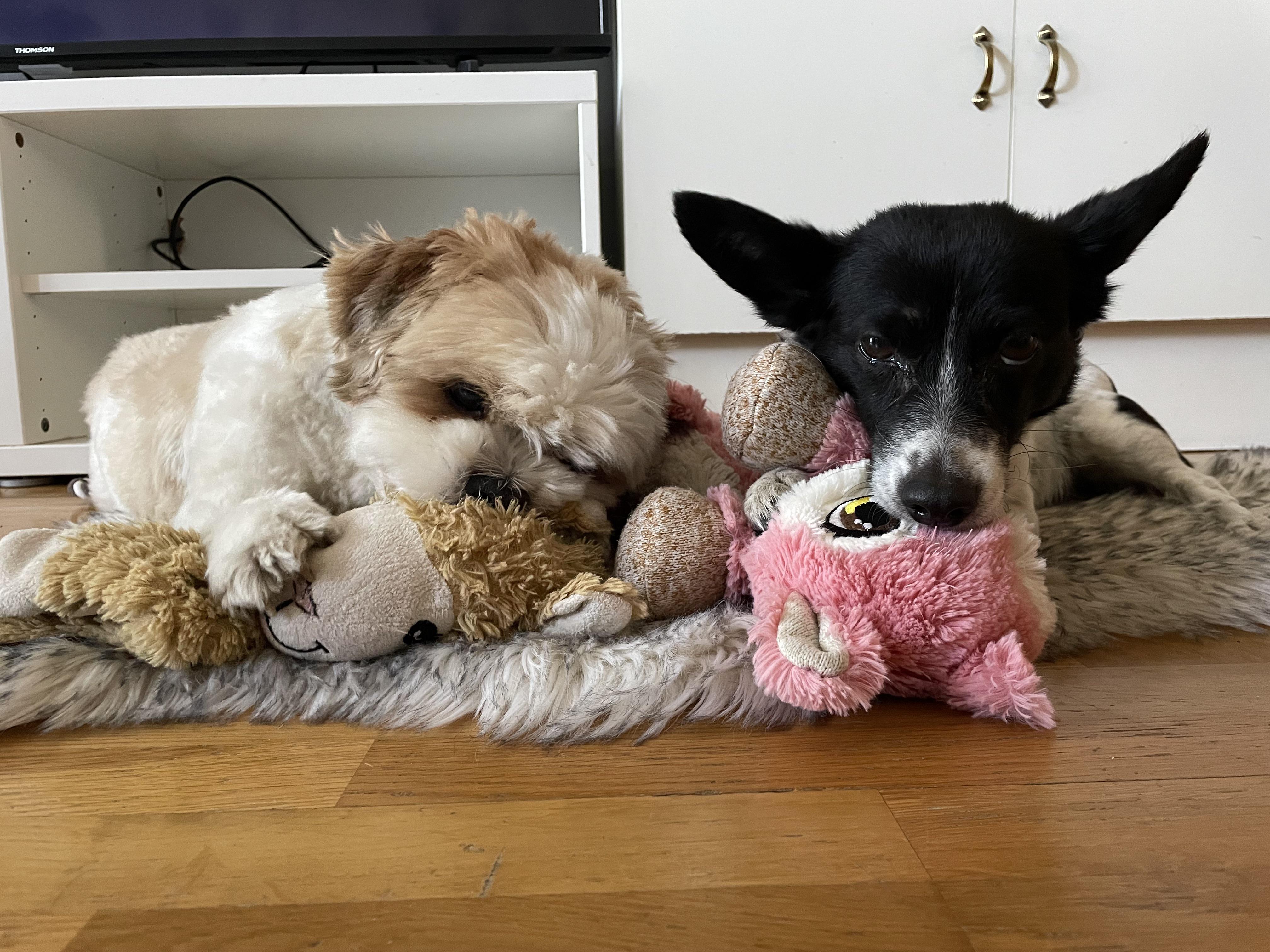 Cuddling together | Scrolller