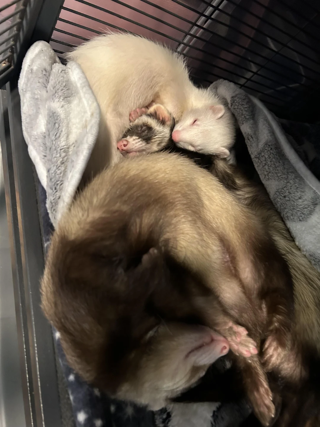 Litter box | Scrolller