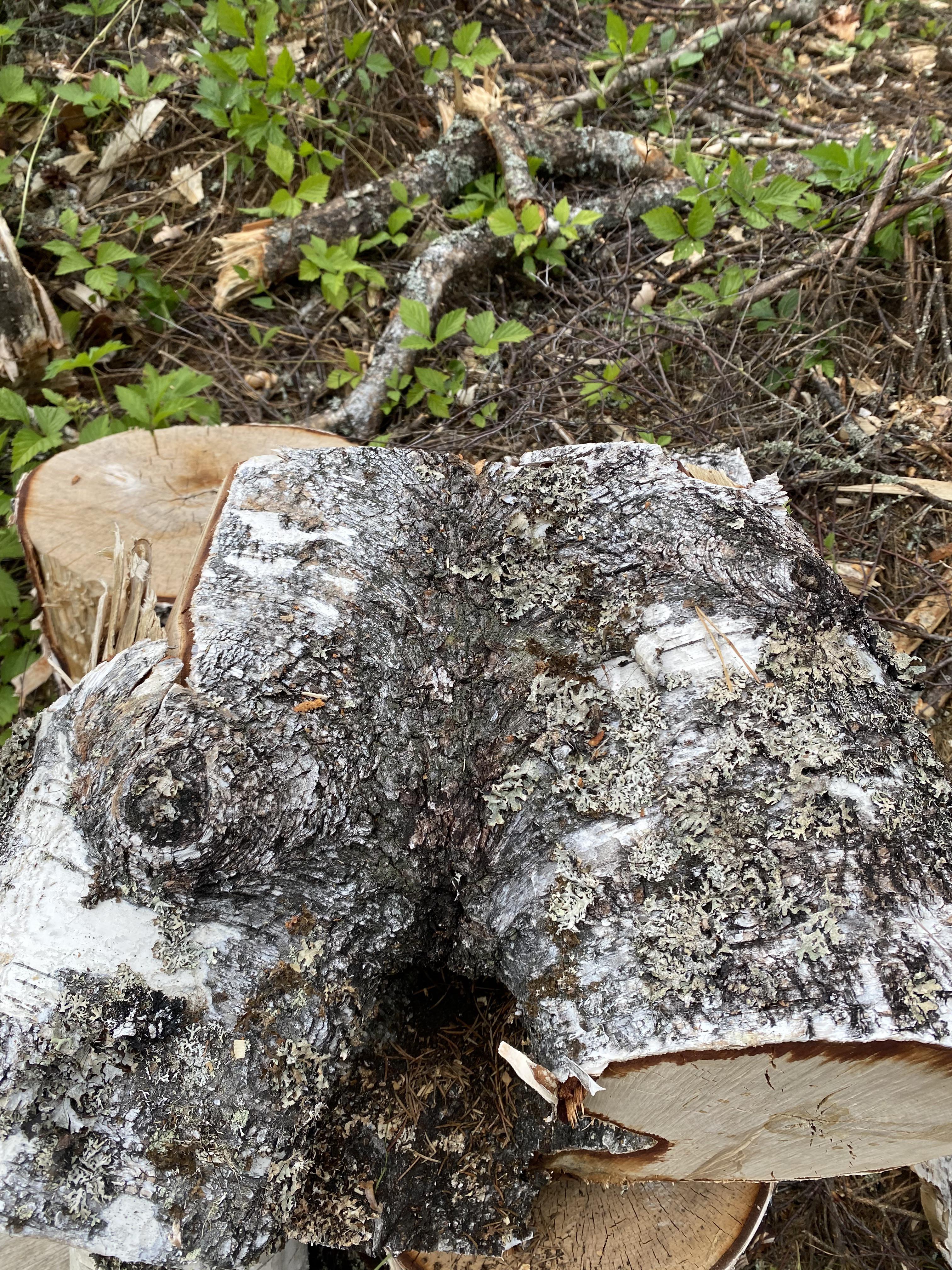 Or atleast remember birch control | Scrolller