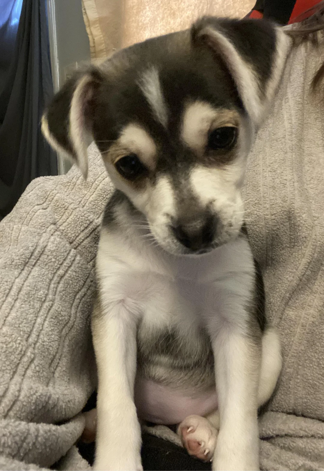 This is my cute little Appa | Scrolller