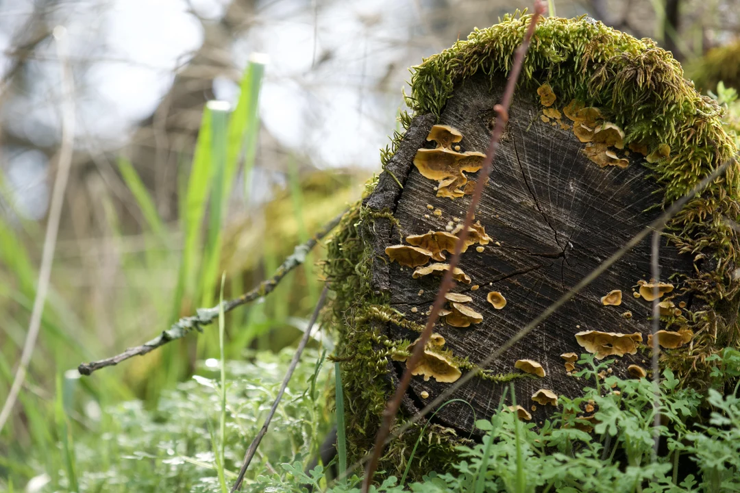 Mushroom log | Scrolller