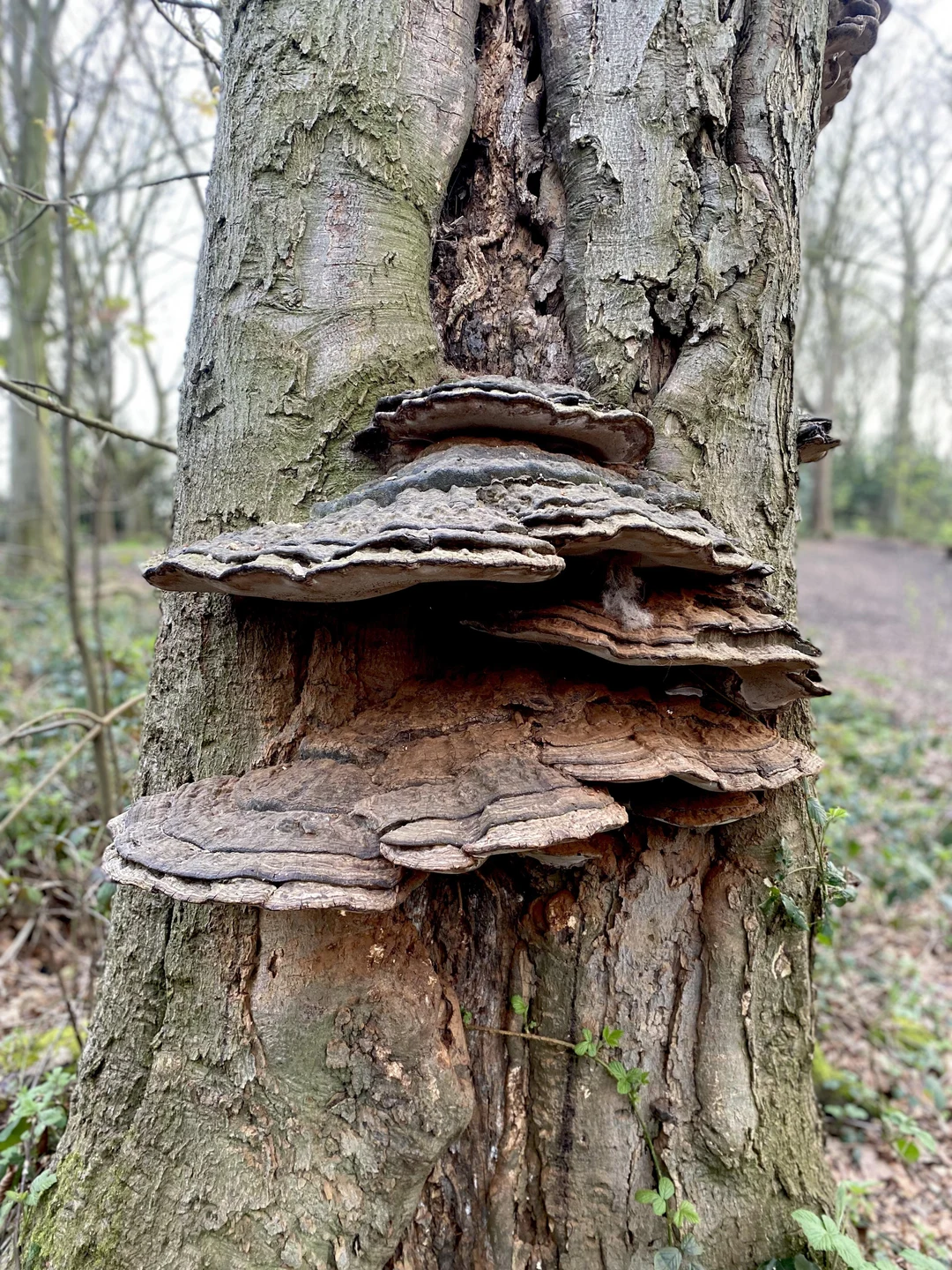 These cool flat mushrooms I came across during a walk. | Scrolller