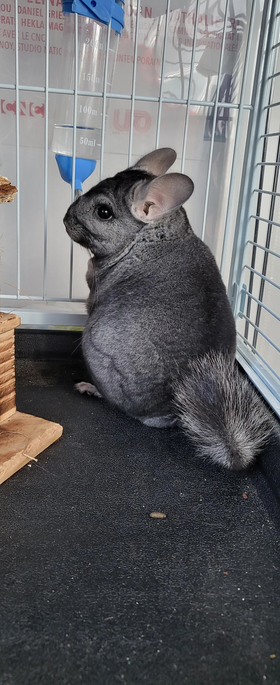 Here is my Chinchilla Boudinette | Scrolller