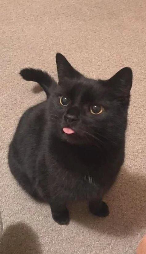 Happy little blep | Scrolller