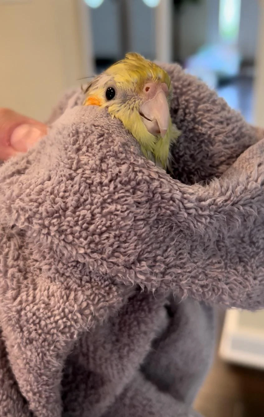 Birb was chilly after his bath! | Scrolller