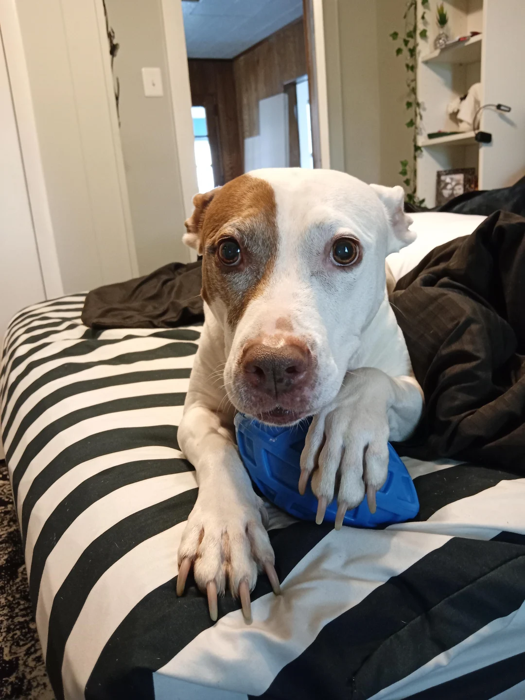 Defending her Toy from a Thief (Me) | Scrolller