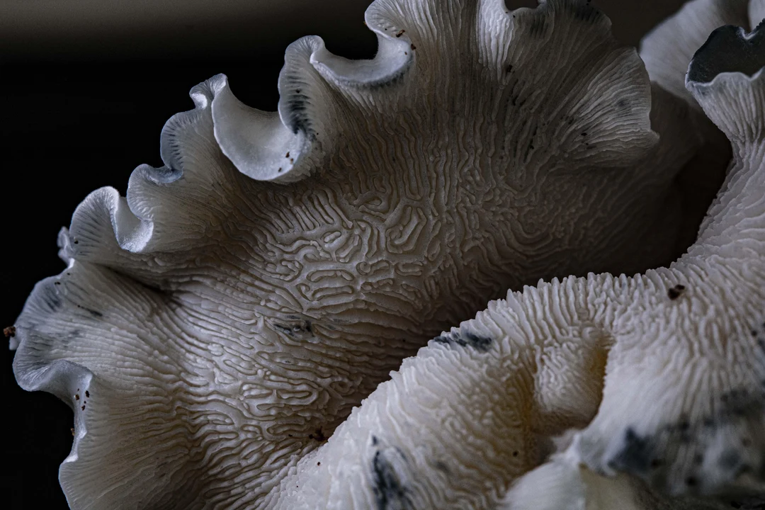 Johans Shakti Mutant | Scrolller