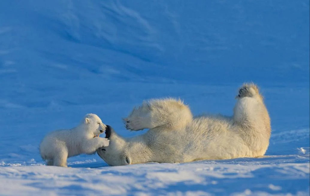 This cute polar bear cub with its mother. | Scrolller