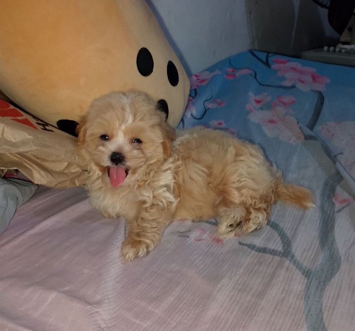 new pup! | Scrolller