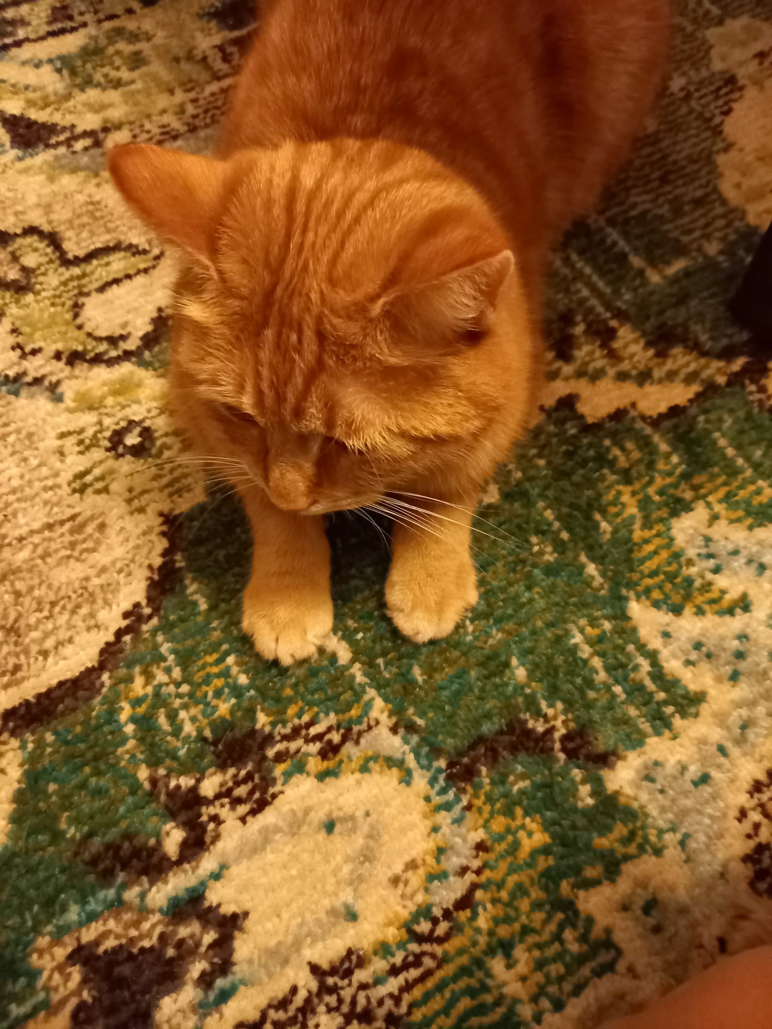 Just My Cat Chilling Scrolller
