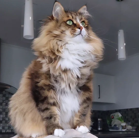 You’re so floofy and majestic | Scrolller