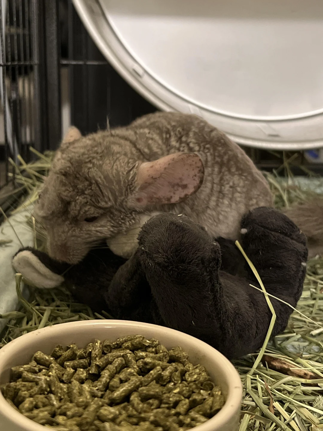 Miss ChiChi | Scrolller