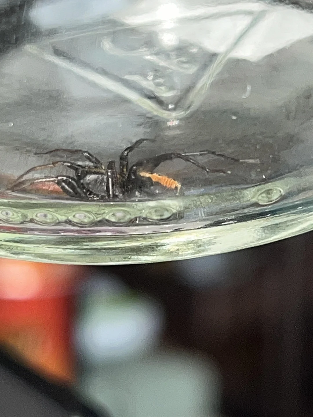 Spider ID request | Scrolller