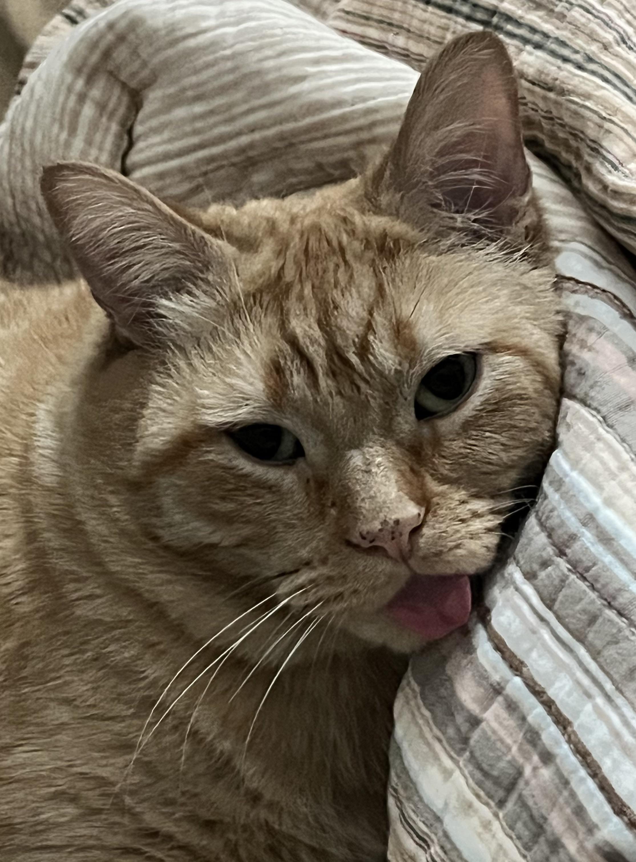 Blep | Scrolller