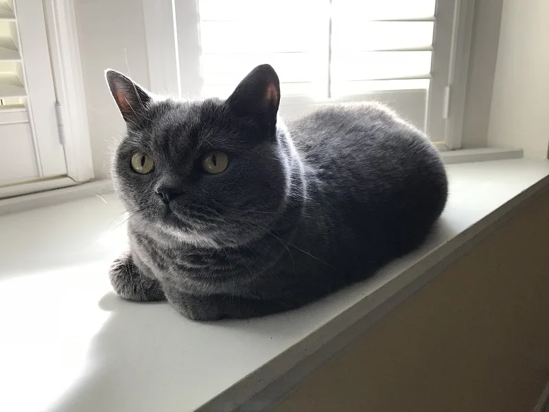 Window Loaf | Scrolller