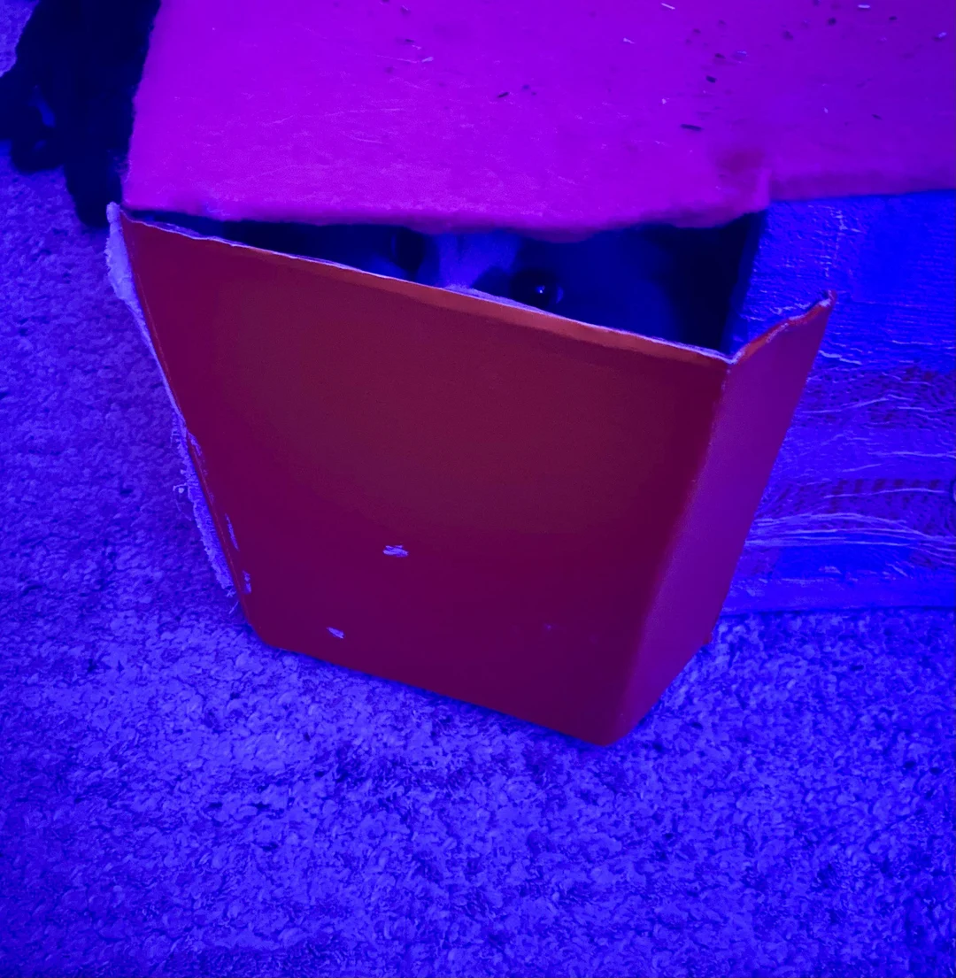 Discover more like Catsinboxes: Little peeper and Related Content | Scrolller