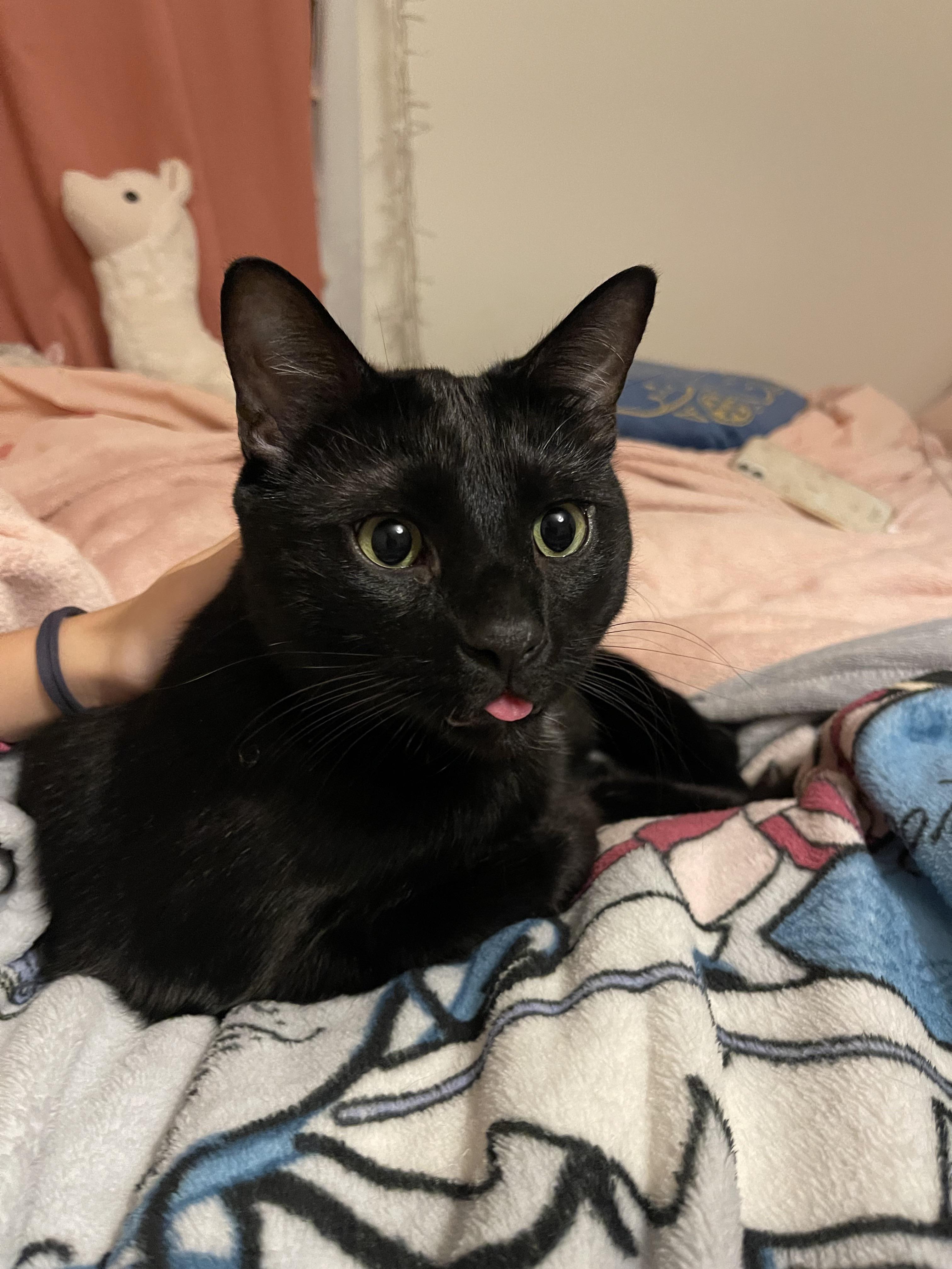 Intense bedtime blep | Scrolller