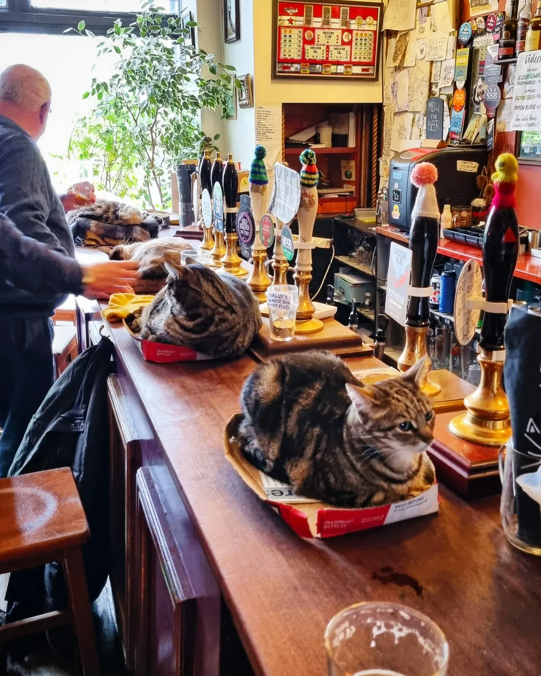 The cat traps are working | Scrolller