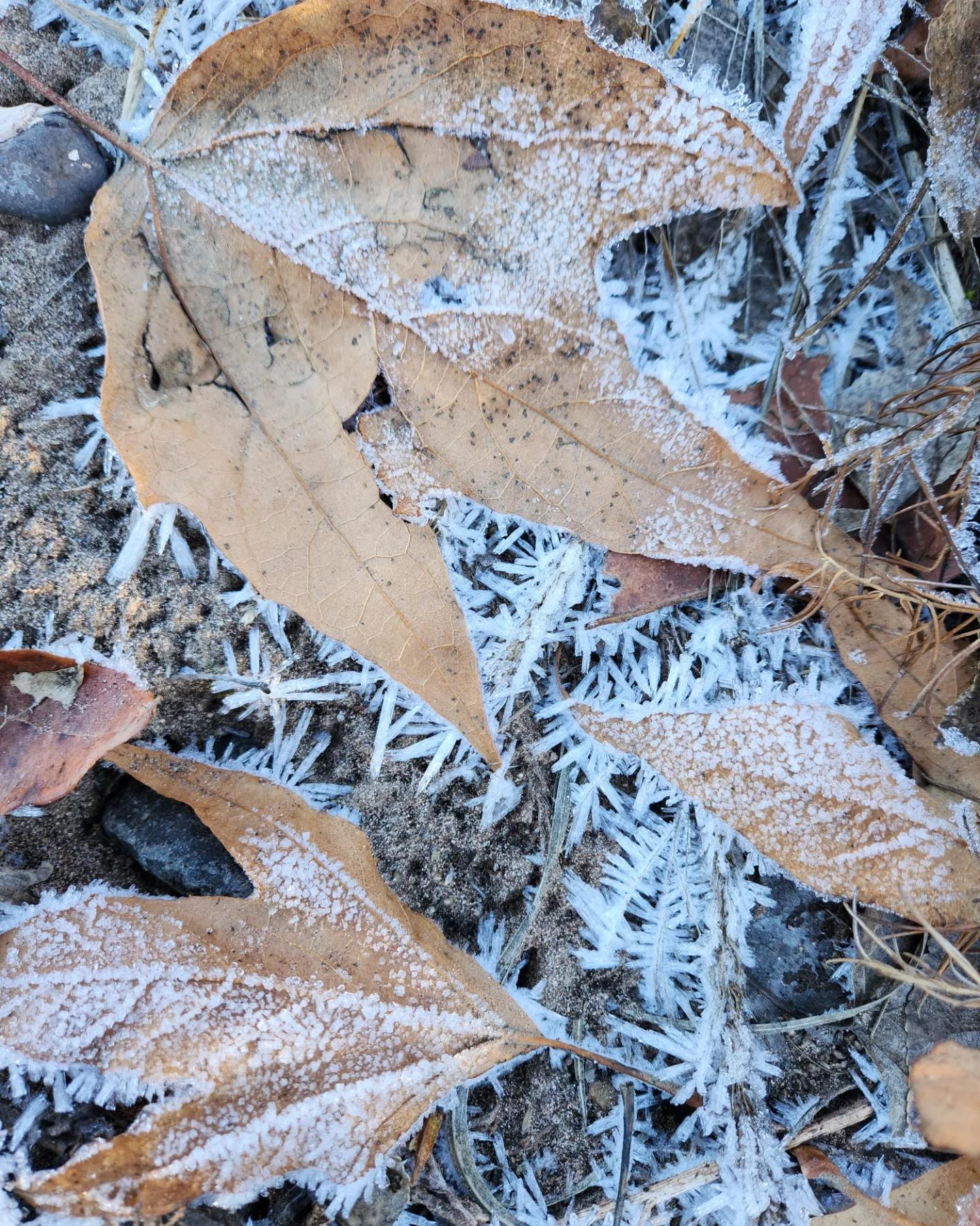 frosted leaves | Scrolller