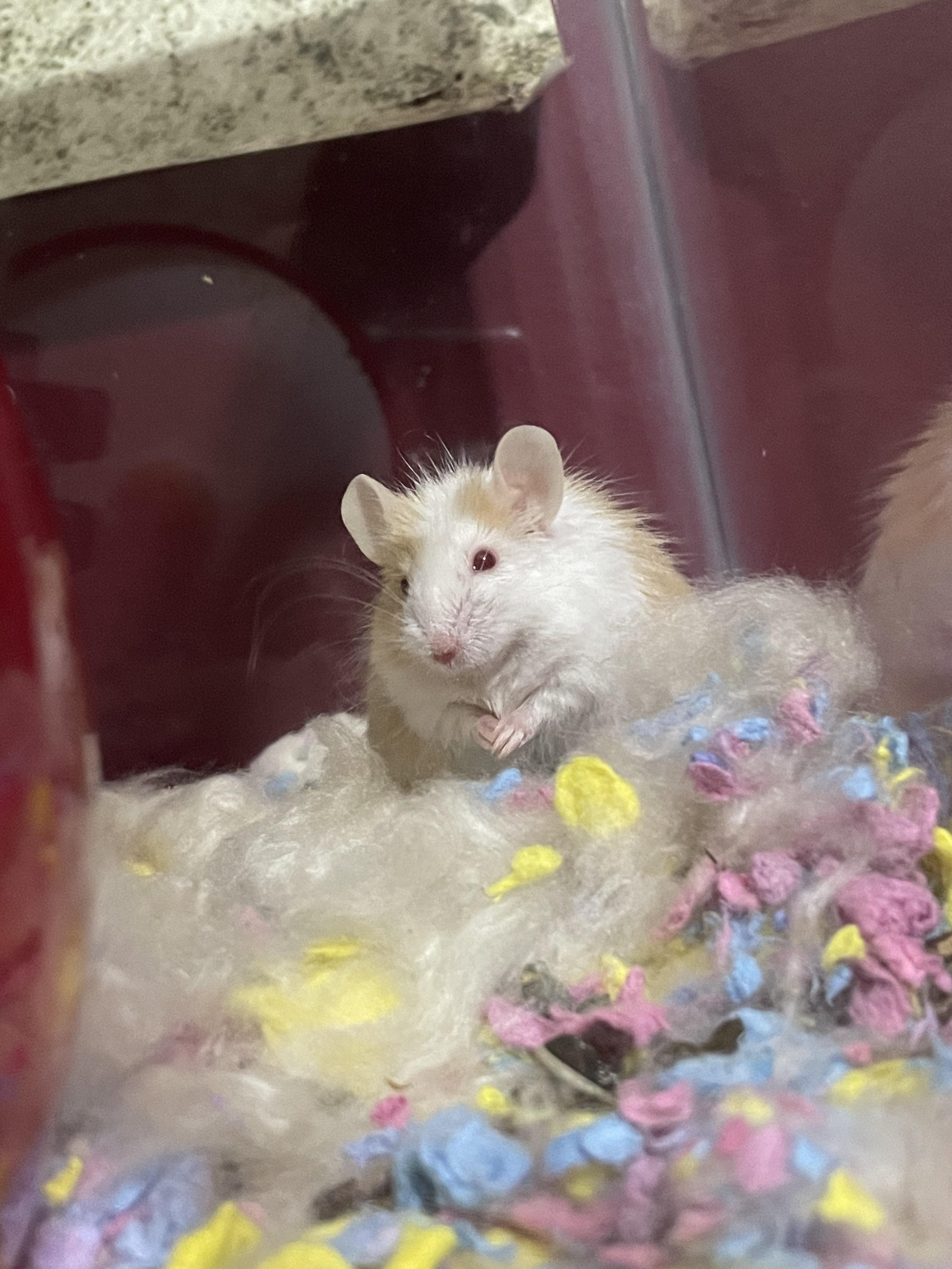 So polite. so dainty. | Scrolller