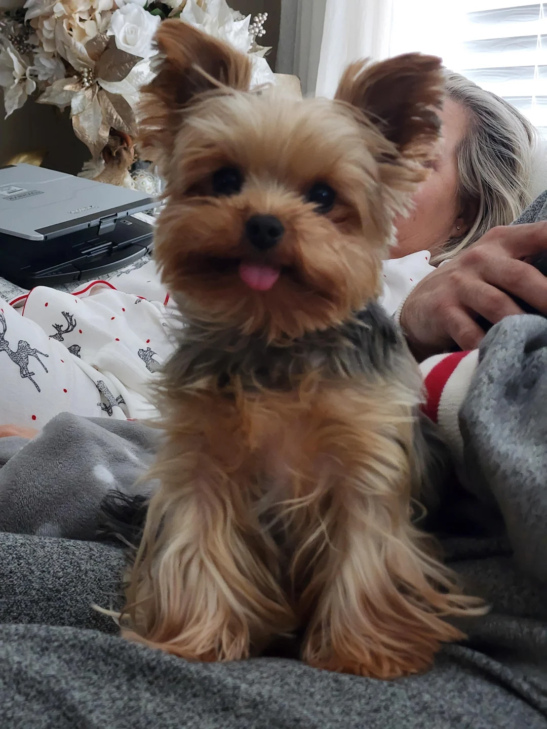 Discover more like Cute: That's benji and Related Content | Scrolller